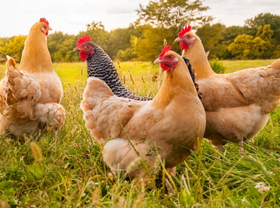 Barbetta, Confagricoltura Veneto: “Aviaria, mancherà carne di pollo e ...